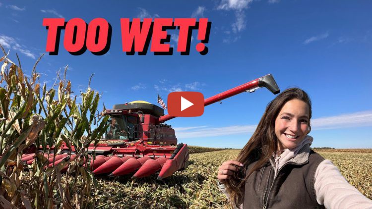 Laura Farms -To Wet- Sounds of Corn Harvest It was freezing last night ...