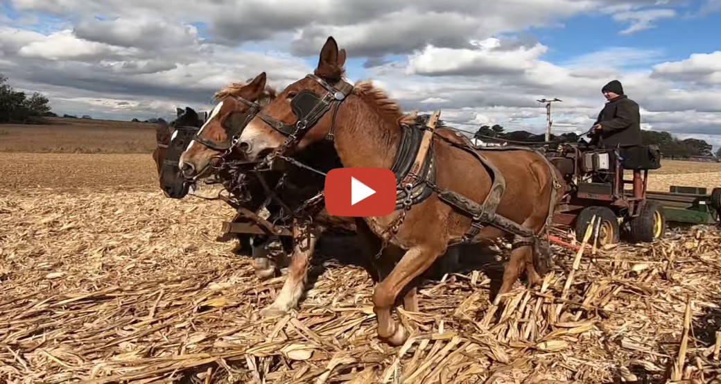 Using A Shredder Flail Mower Pulled By Horses on Amish Farm 2022 After ...