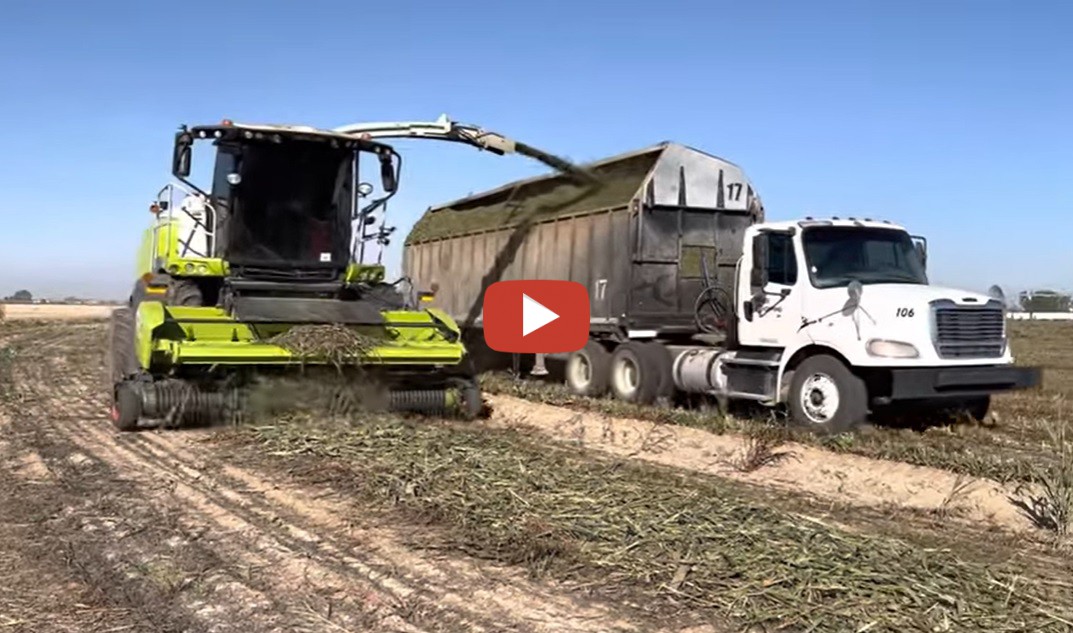 Claas Jaguar 990 pulling out stuck silage truck, Harvest 2022 with 2x ...