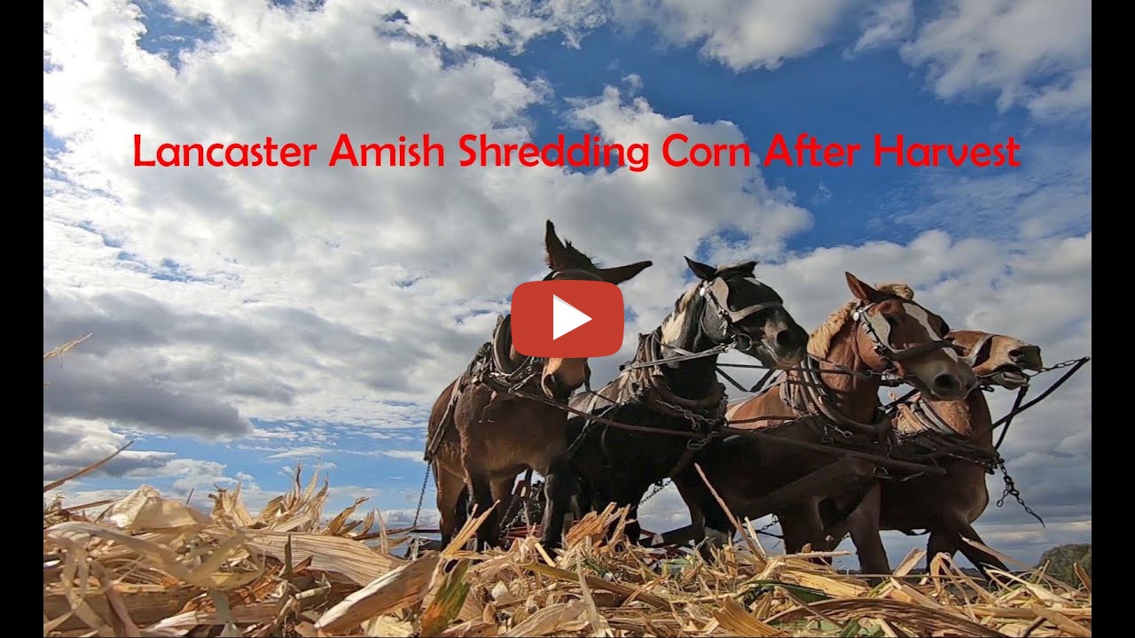 Harvesting Corn Fodder With Horses. Amish Farm in Lancaster PA The ...