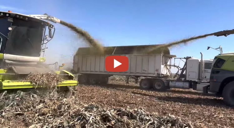Califarmer30 - 2022 silage season recap! Claas choppers , John Deere ...