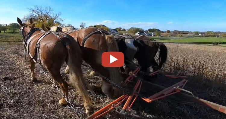 Garden Spot Acres - A 60 Year Old McCormick Pull Behind Combine And 4 ...