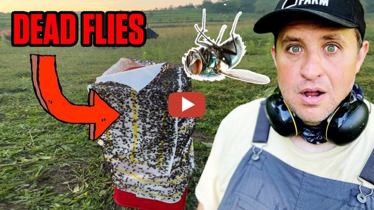 Gold Shaw Farm - How a Farmer Won a War Against Flies- Flies can be a ...