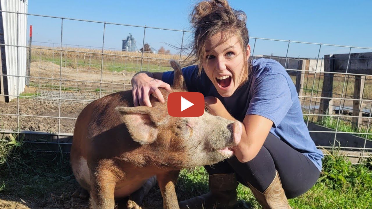 Acres of Clay Homestead -- It's butcher time for these big pigs. Plus ...