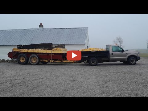 Boehm Farm -- Ear Corn Delivery with a Manure Spreader... Here we go on ...