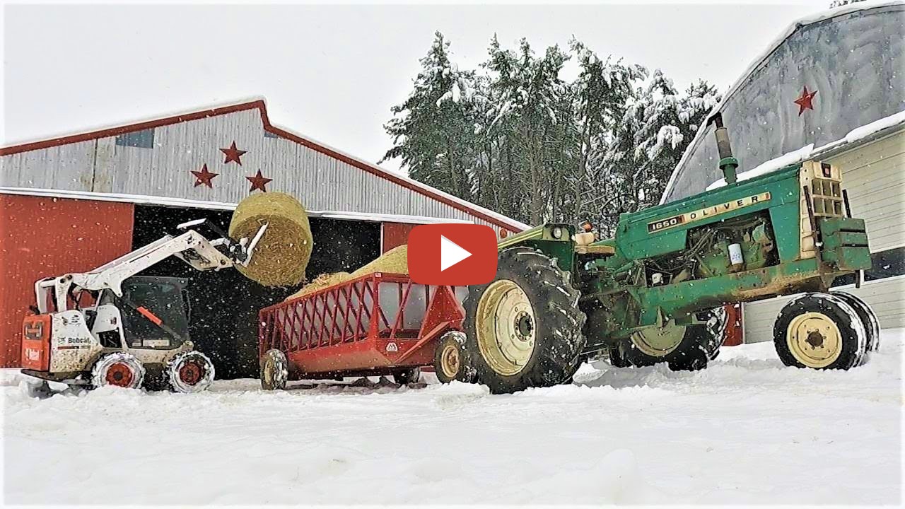 Gierok Farms -- The cows are getting the large square bales from out ...