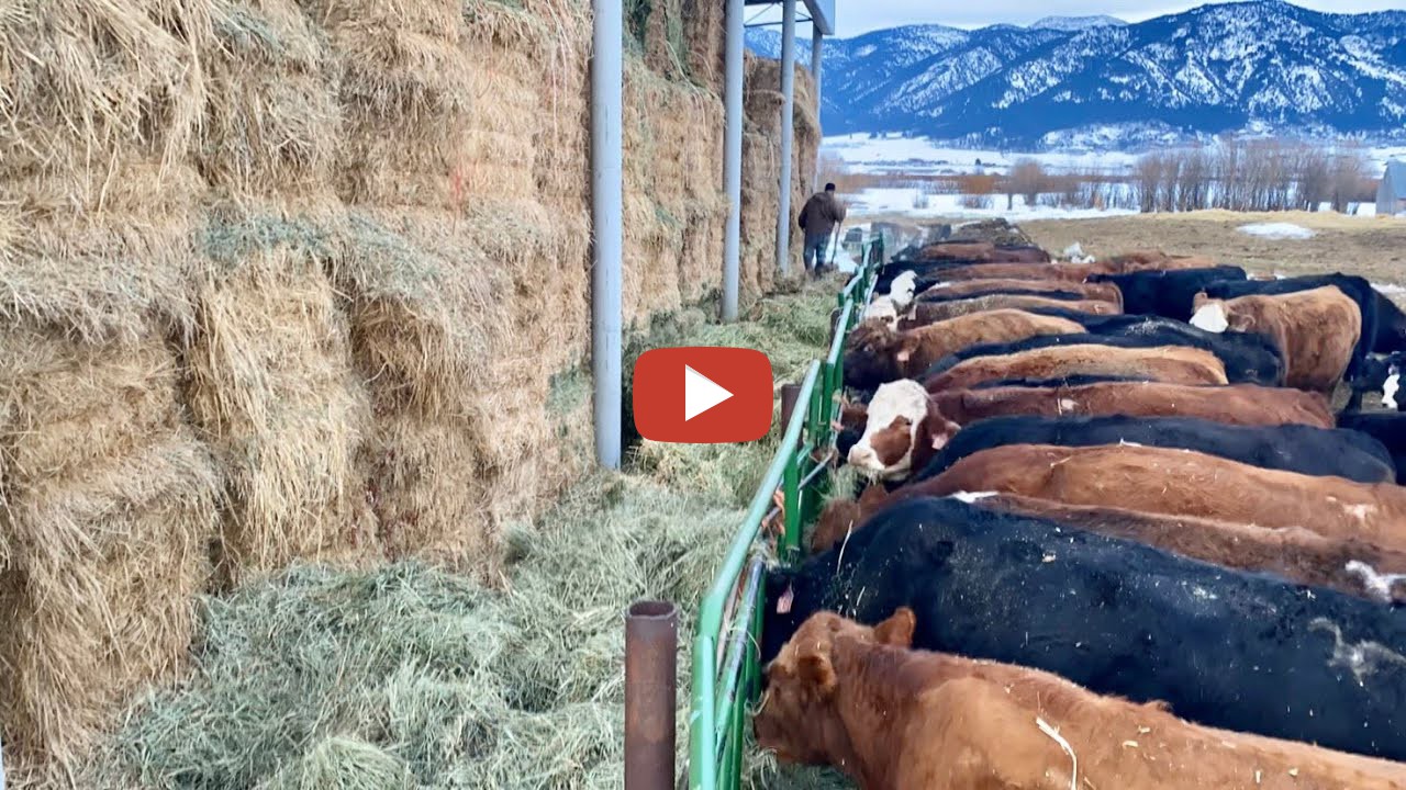 Luthi Ranch -- How We Feed Cows Without Using a Tractor or Horses ...