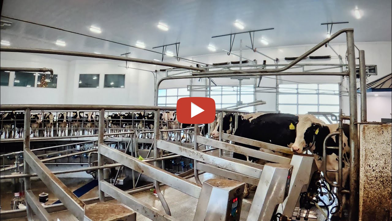 Milking Cows in New Madero 60 Cow Rotary.. It's great seeing the new ...