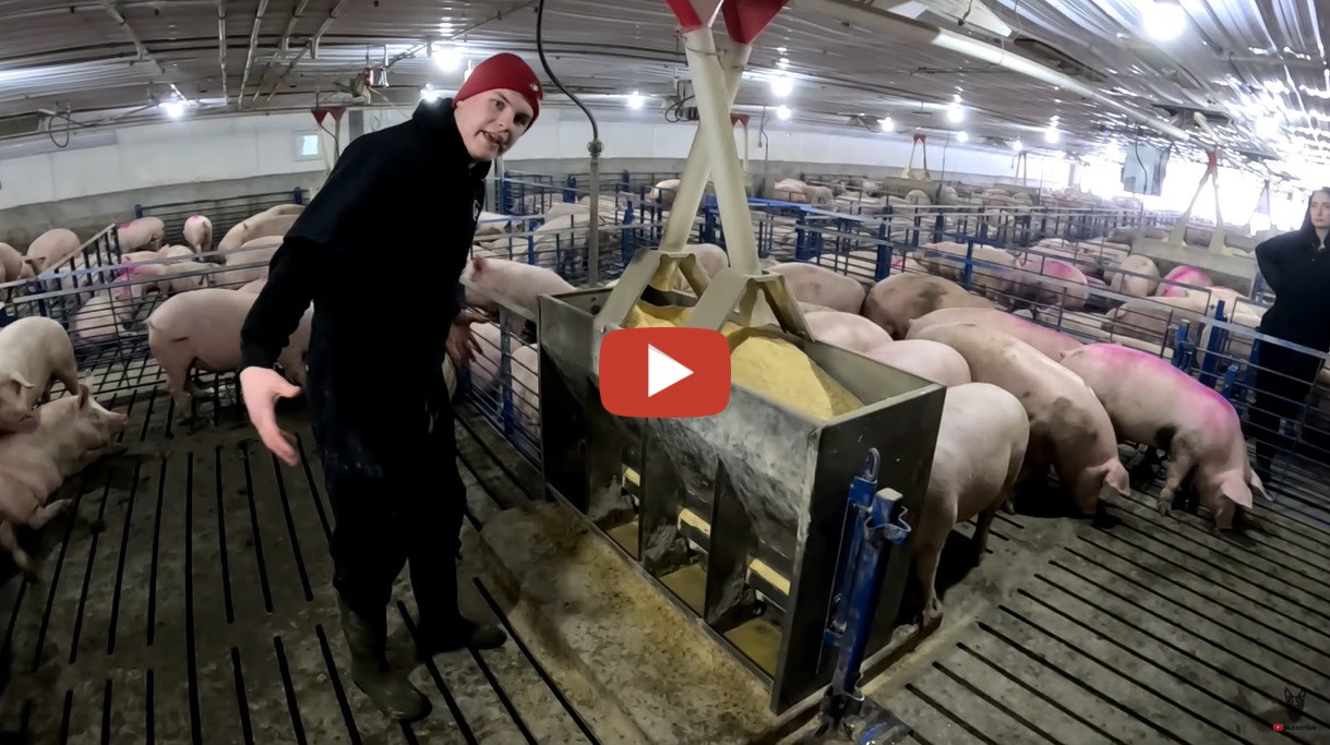 iowANFarmer -- A MODERN AMERICAN PIG FARM - What's a contract grower ...