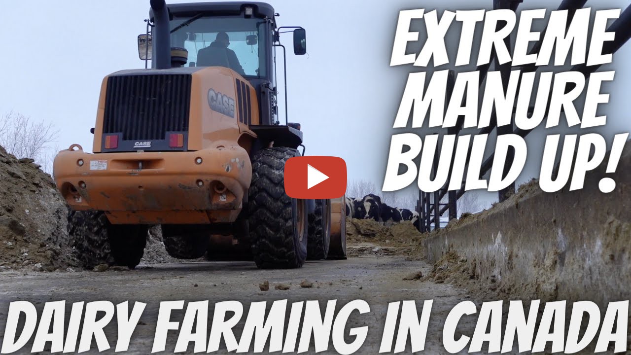SaskDutch Kid -- Clearing Extreme Manure Build Up in Corrals! with a ...