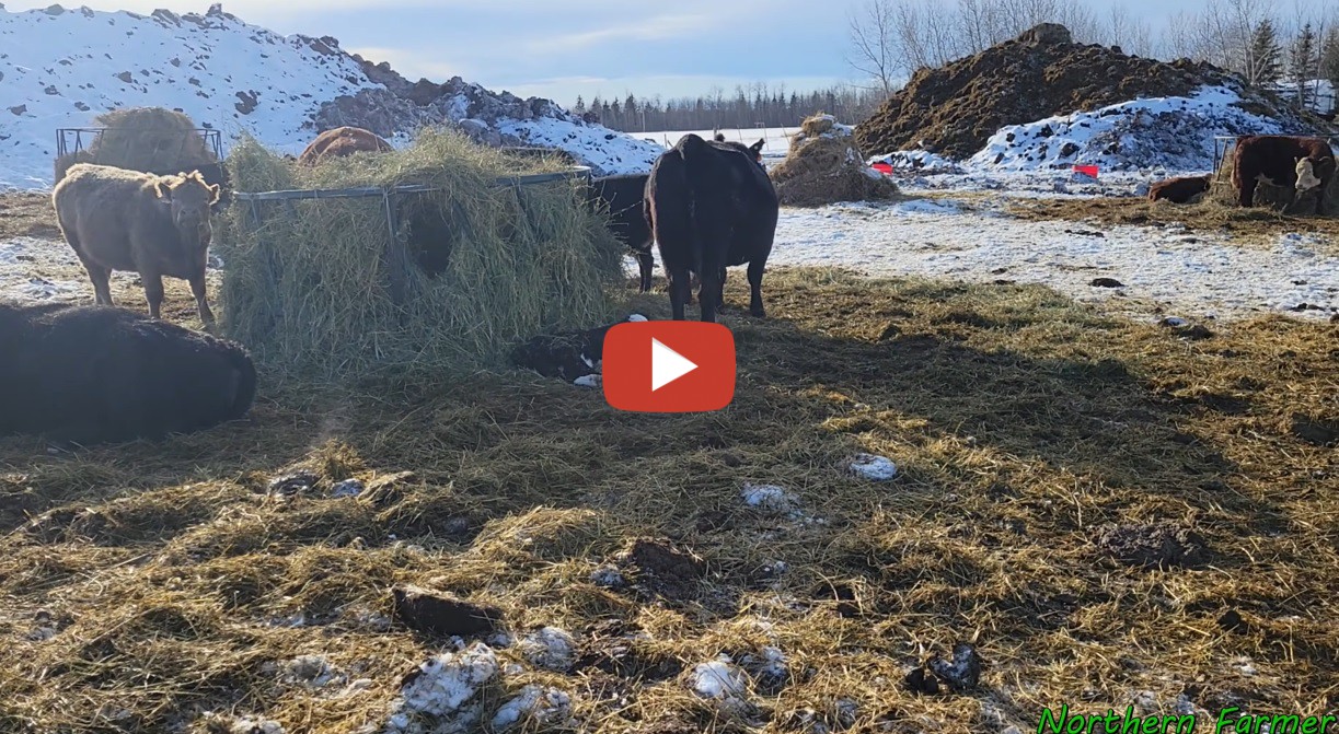 Northern farmer -- Calving has begun. - 50 Calves!!!!! 2023 Calving season!
