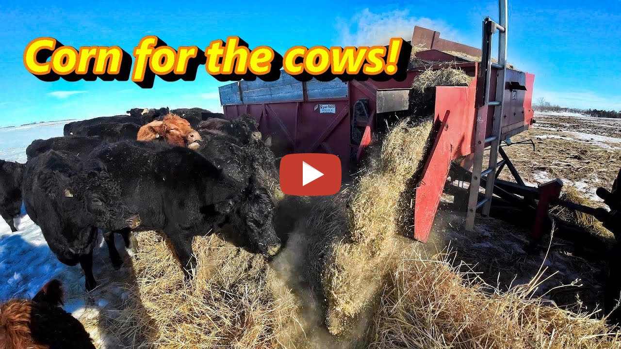 Farming 4G -- Corn for the Cows - Roorda Chuckwagon - Some thawing ...