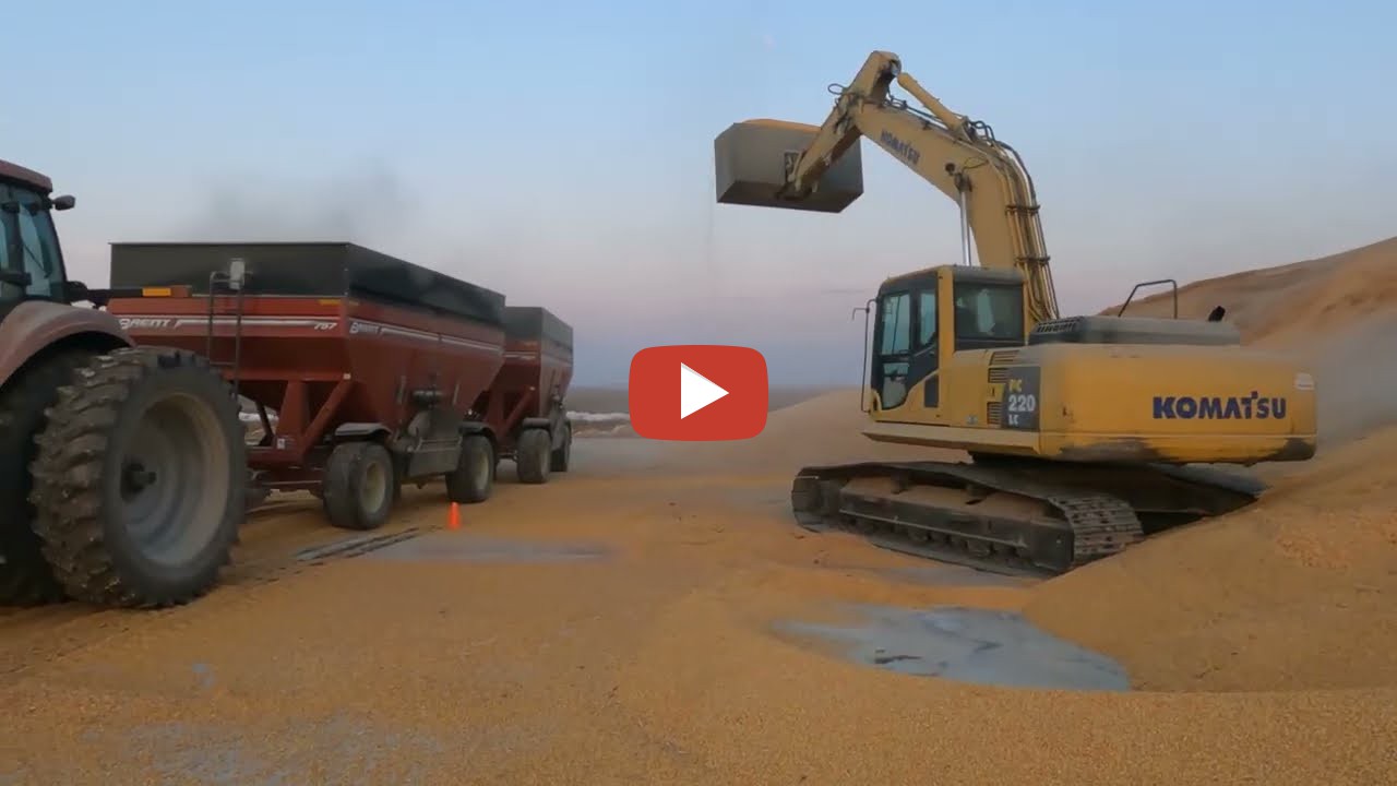 2023 Corn is Sprouting in Northern Iowa -- Still picking up corn pile ...