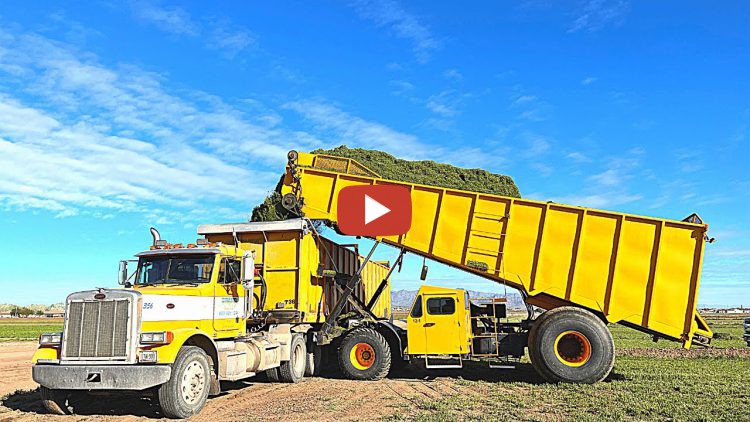 Biggest Mouse You've Ever Seen Hay loading with a special machine ...