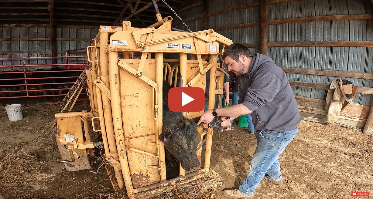 How Farms Work -- Cattle Tags Turn Techy with RFID, GPS - How To Manage ...