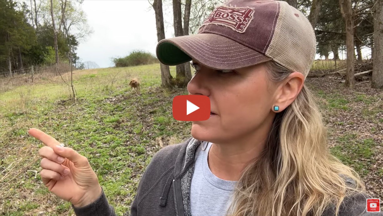 This Farm Wife - Meredith Bernard -- Trees Down, Cows Out, No Bull ...