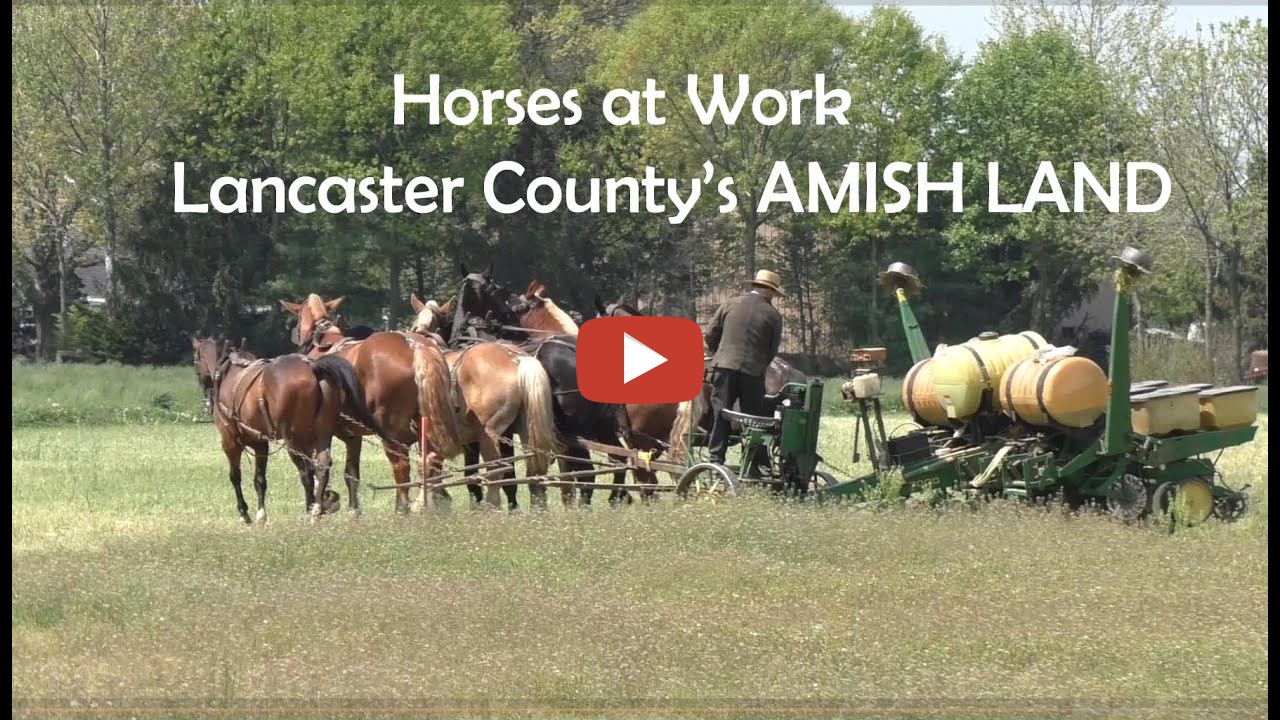 AmishPA -- Spring is a busy time on all farms. In Lancaster County, PA ...