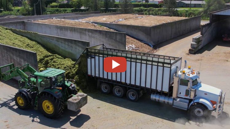 BC AG VIDEOS - 2023 - Chopping grass silage at tekoadairy in bc Canada ...