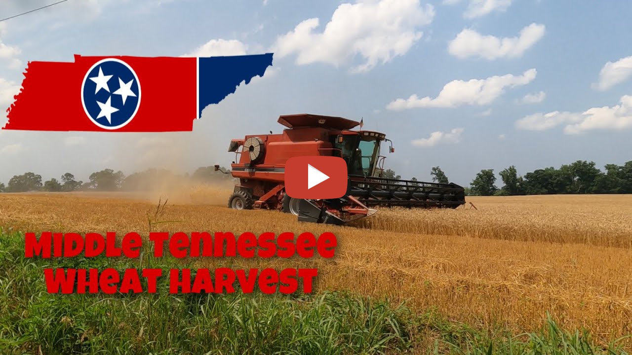 Thomas FarmsTN 2023 After several rains, wheat harvest is here. TN ...