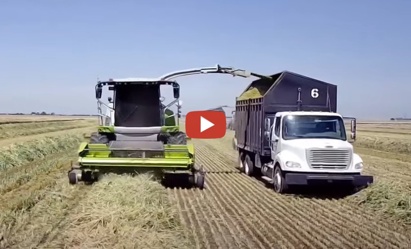 Heavy winter forage. Let’s chop some feed! Mowing and Chppping ...