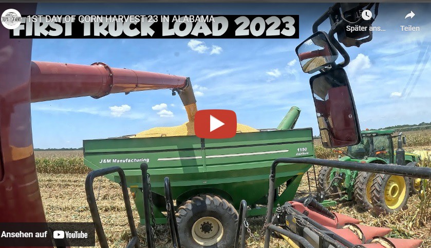 Corn harvest in high moisture with Case ih combine 2023 ALABAMA- Triple ...