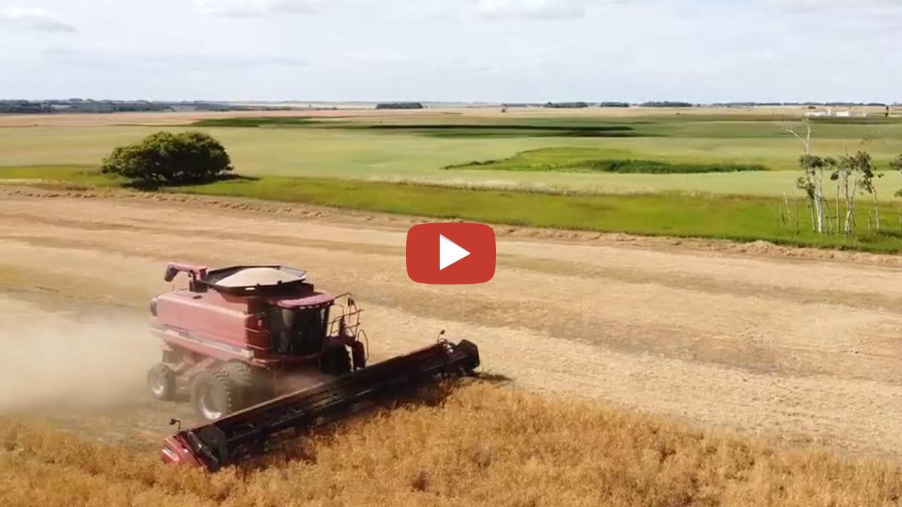 Yellow Pea harvest is in the bin!! Harvest 2023 with John Deere and ...