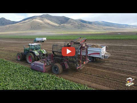 Mike Less - Farmhand Mike -- In this video I am out in a sugar beet ...