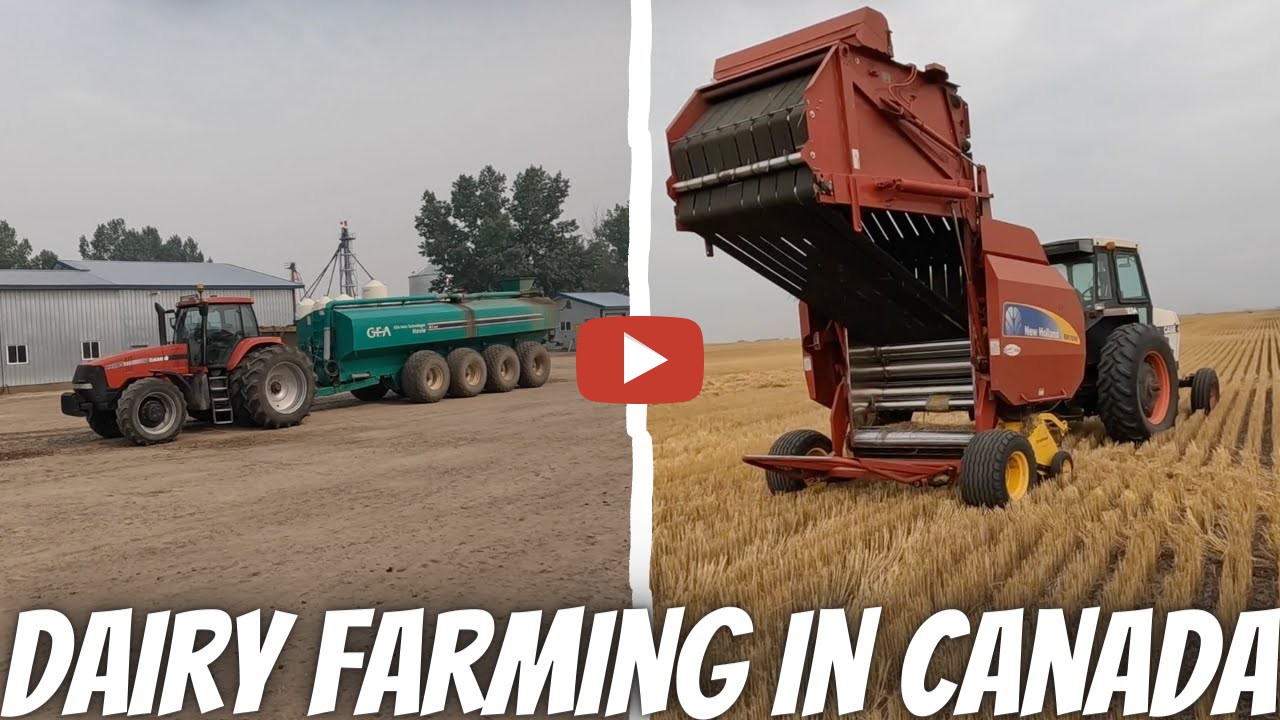 SaskDutch Kid -- Manure Hauling, Feeding, Baling Straw -- A great ...