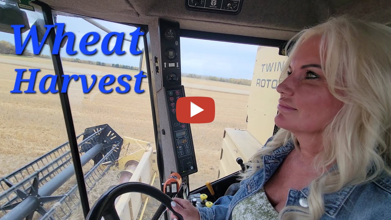 I have a New Combine Driver!!!! Combining Wheat on Sept 23... before ...