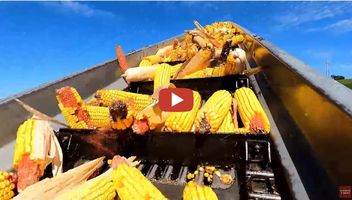 Gierok Farms -- Today we are beginning to pick cob corn!.Our first ...