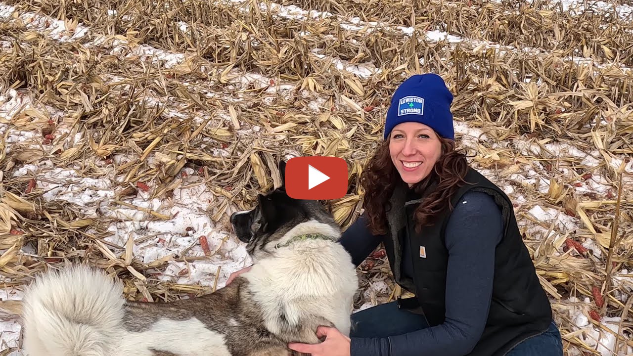 Bells Farming -- Finishing our last field of grain corn in the snow ...