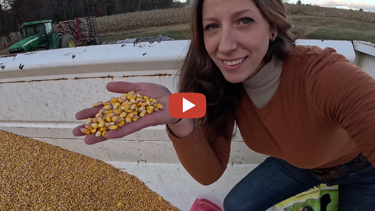 Bells Farming -- Just a little grain corn footage -- Moving the combine ...
