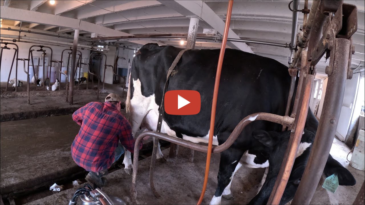 Indiana Farm Boys - Fresh cow and a new calf, cleaning the milk house ...