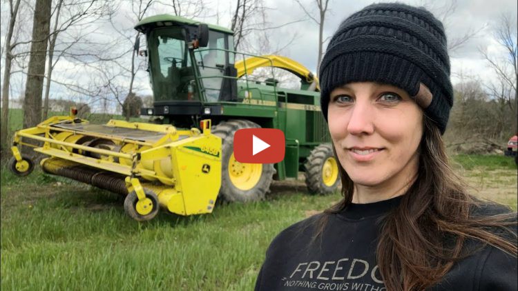Acres of Clay Homestead - Green Chopping Rye ~ Cows Out To Pasture ...