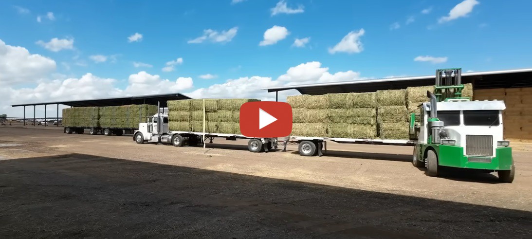 I Accidentally Tarped Really Nice Hay -Loading and hay transport- Bales ...