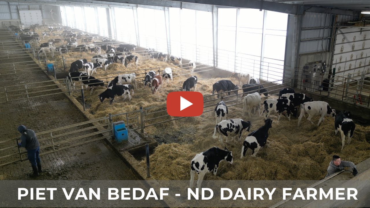 This week, we're cleaning the bedded straw pack pens in our heifer barn ...