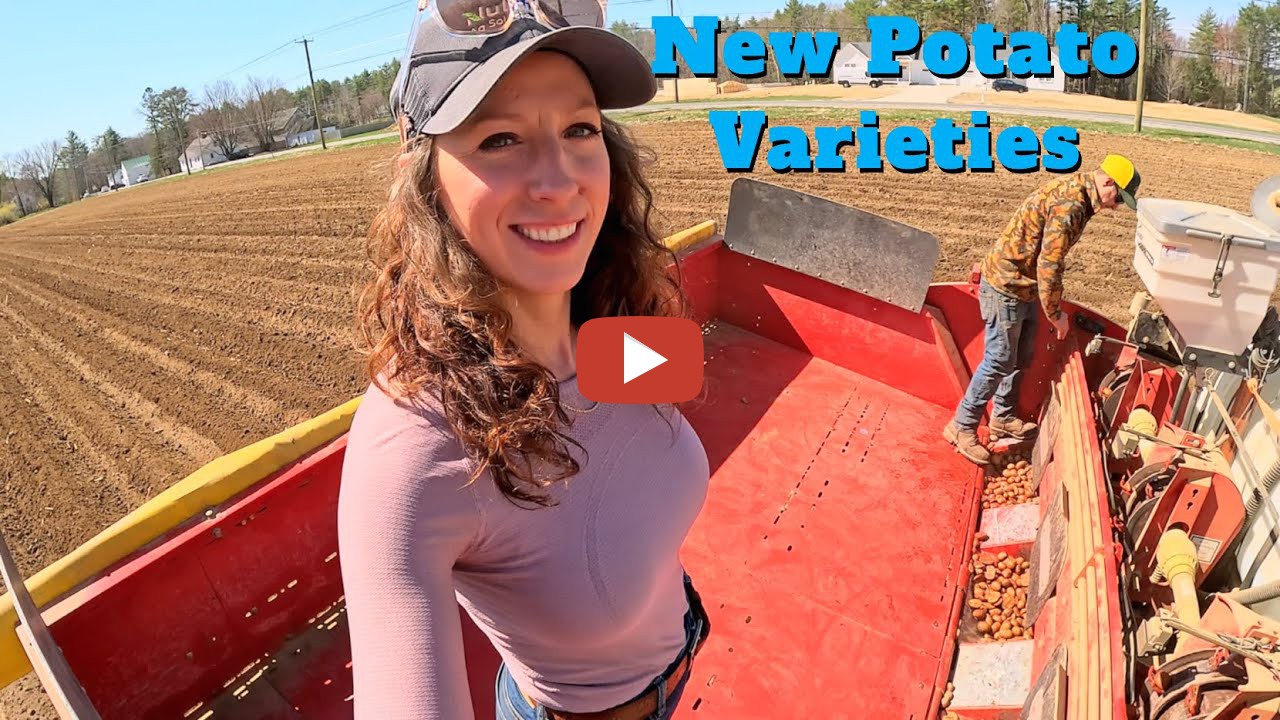 Bells Farming - We bring on some new potato varieties from the west ...