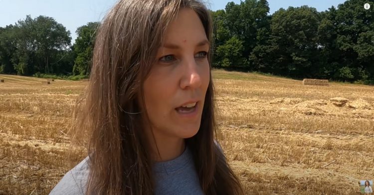 Acres of Clay Homestead -- The cereal rye is ready for harvest. Our ...