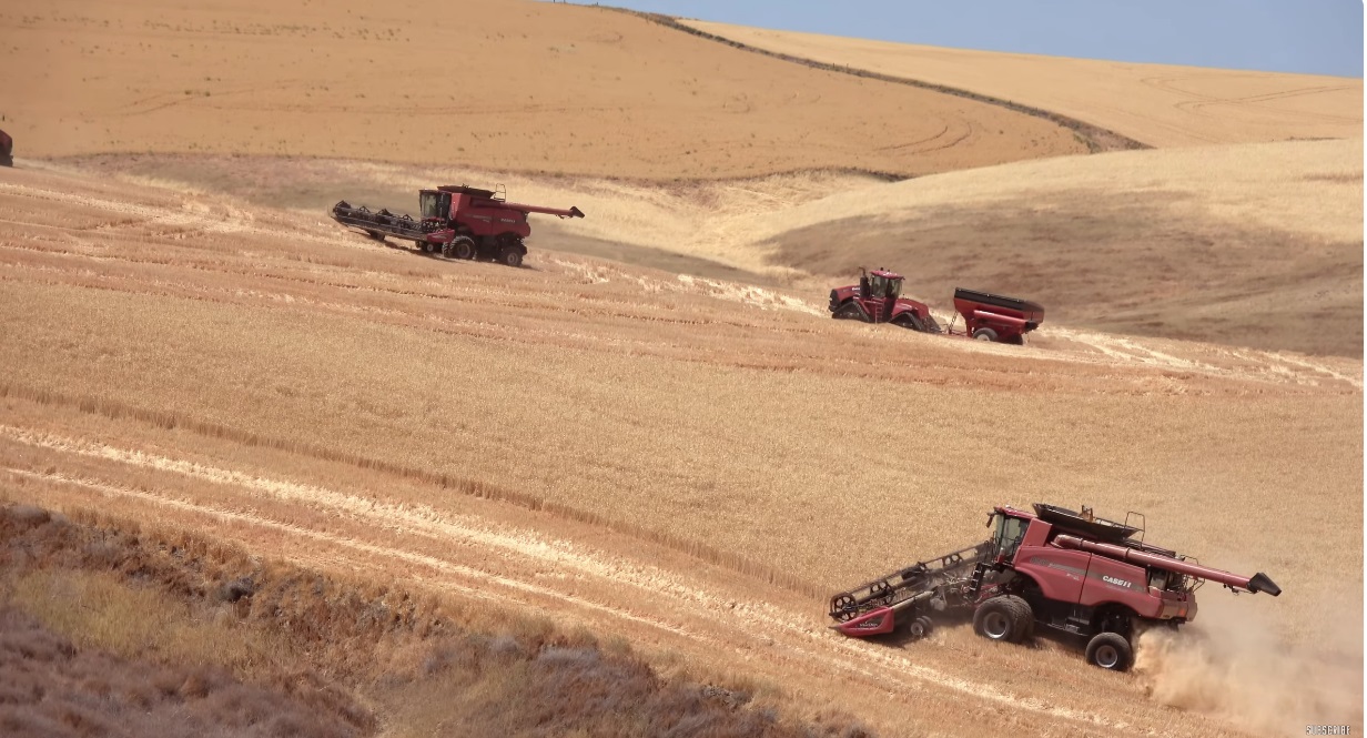 Trevor Struthers -- Hillside Wheat Harvest - CASE combines are shown ...