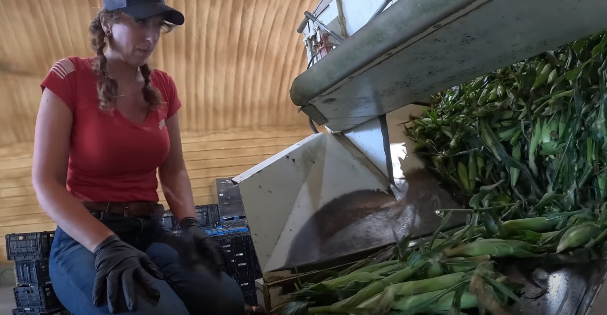 Bells Farming -- Packing every day! A look at how we pack sweet corn ...