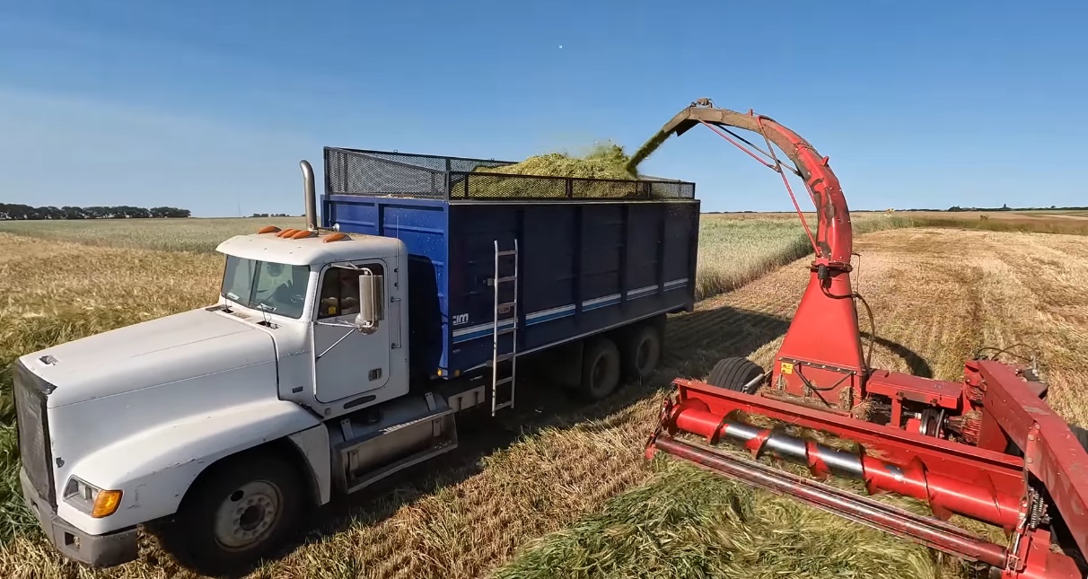 Harverst 2024 -- Chopping Our Best Barley Crop In Years! - SaskDutch Kid
