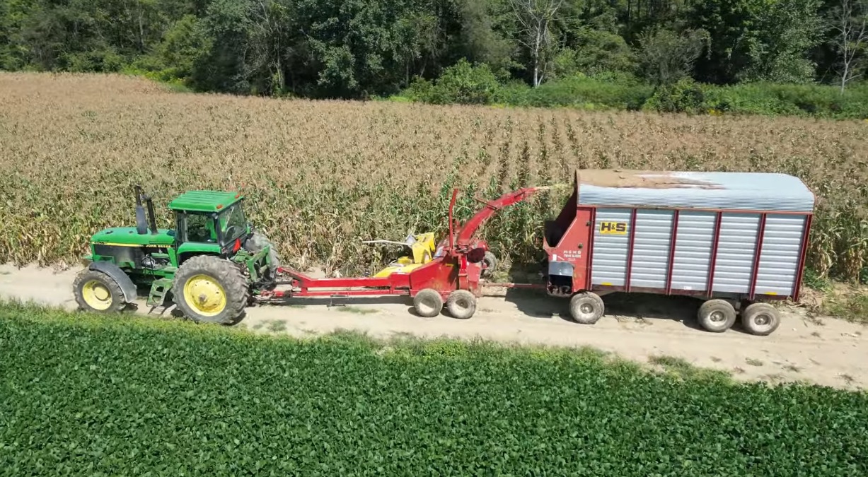 Mikep7810 -- Chopping & Feeding Sweet Corn Silage -- As the sweet corn ...