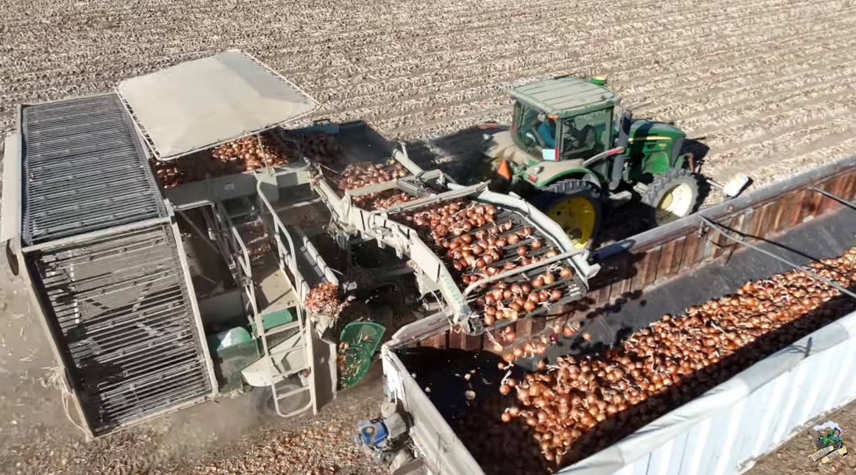 Mike Less - Farmhand Mike -- Nampa Idaho. In this field is two ...