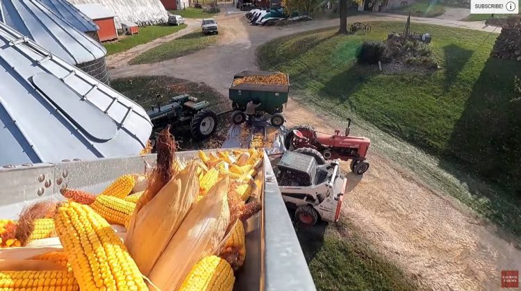 Gierok Farms -- It is the second day of picking corn on the dairy farm ...