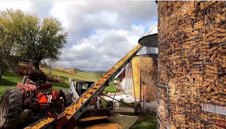 Gierok Farms -- We continue on with picking corn! Dry corn harvest for ...