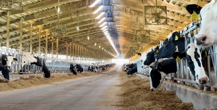 3,600 COWS PRODUCING 359,000 POUNDS OF MILK PER DAY - Welcome to Stone ...