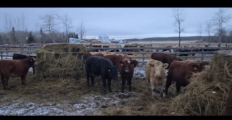 Shipping Calves - Winter in Canada is here. Northern farmer