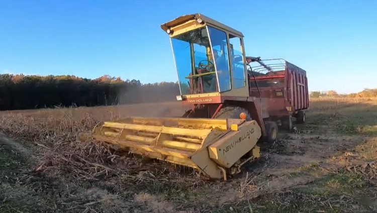 Boehm Farm -- Scraping Hurricane Flattened Sweet Corn Off the Ground ...