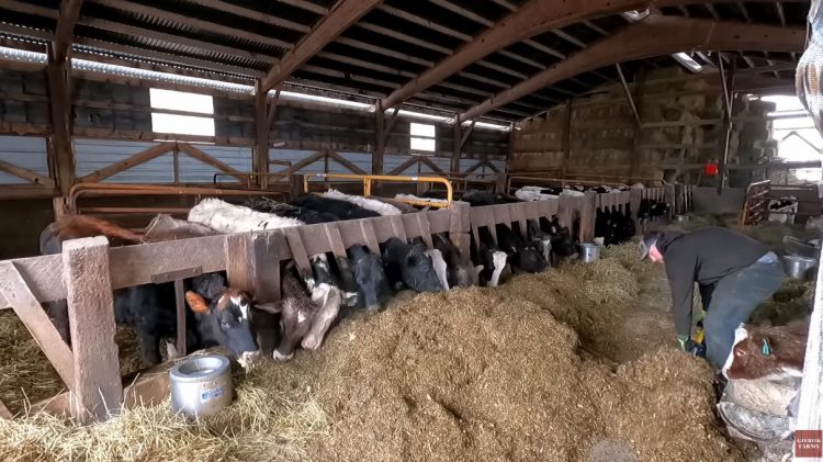 Gierok Farms -- Milking and Feeding cows on a small family owned and ...
