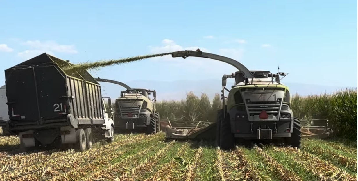 Chopping 30-40 ton corn. Claas and Deere choppers and tractors ...